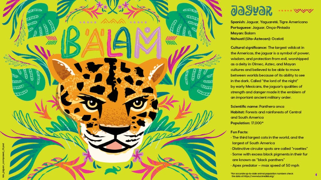 Illustrations for Animal Planet Latin American Kingdom | StyleWorks