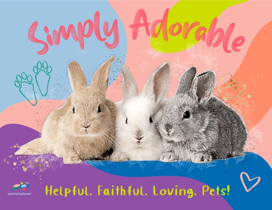 Animal Planet Simply Adorable - StyleWorks Creative